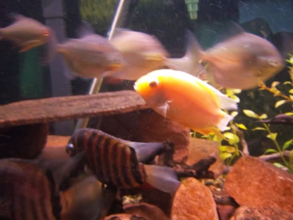 REALLY BAD condition severums help! | MonsterFishKeepers.com