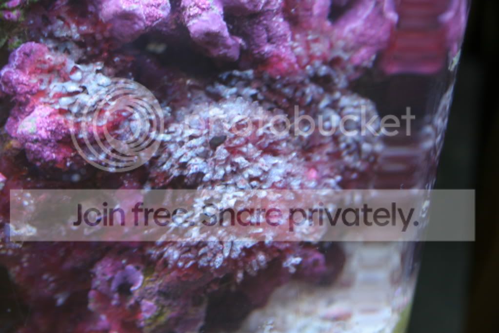 Need help to identify red algae in tank - Need a little help here ...