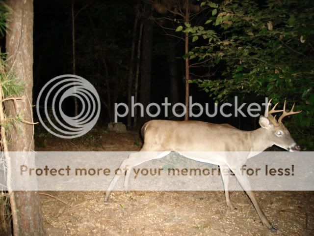 Pics from last 2 weeks P32/SS | Archery Talk Forum