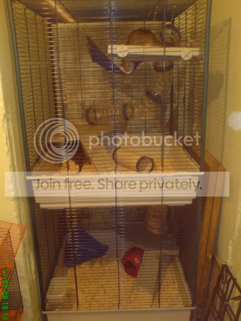 Gambians new cage | Reptile Forums