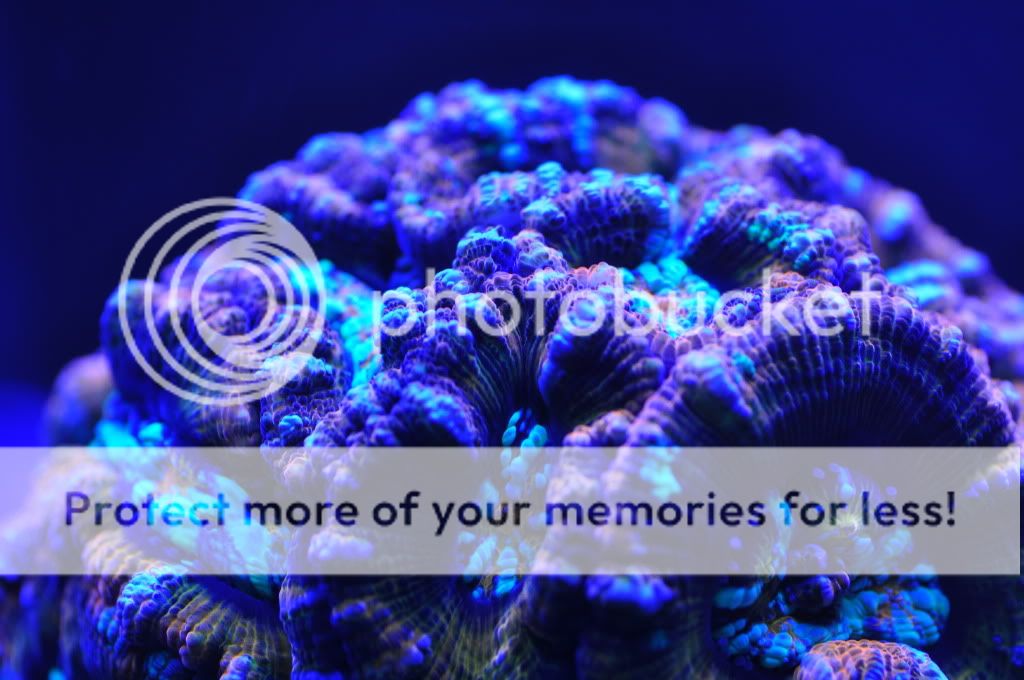 symphyllia wilsoni pics!! | Page 2 | Reef2Reef